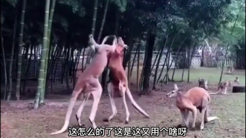 这两孩子,打架跟玩一样