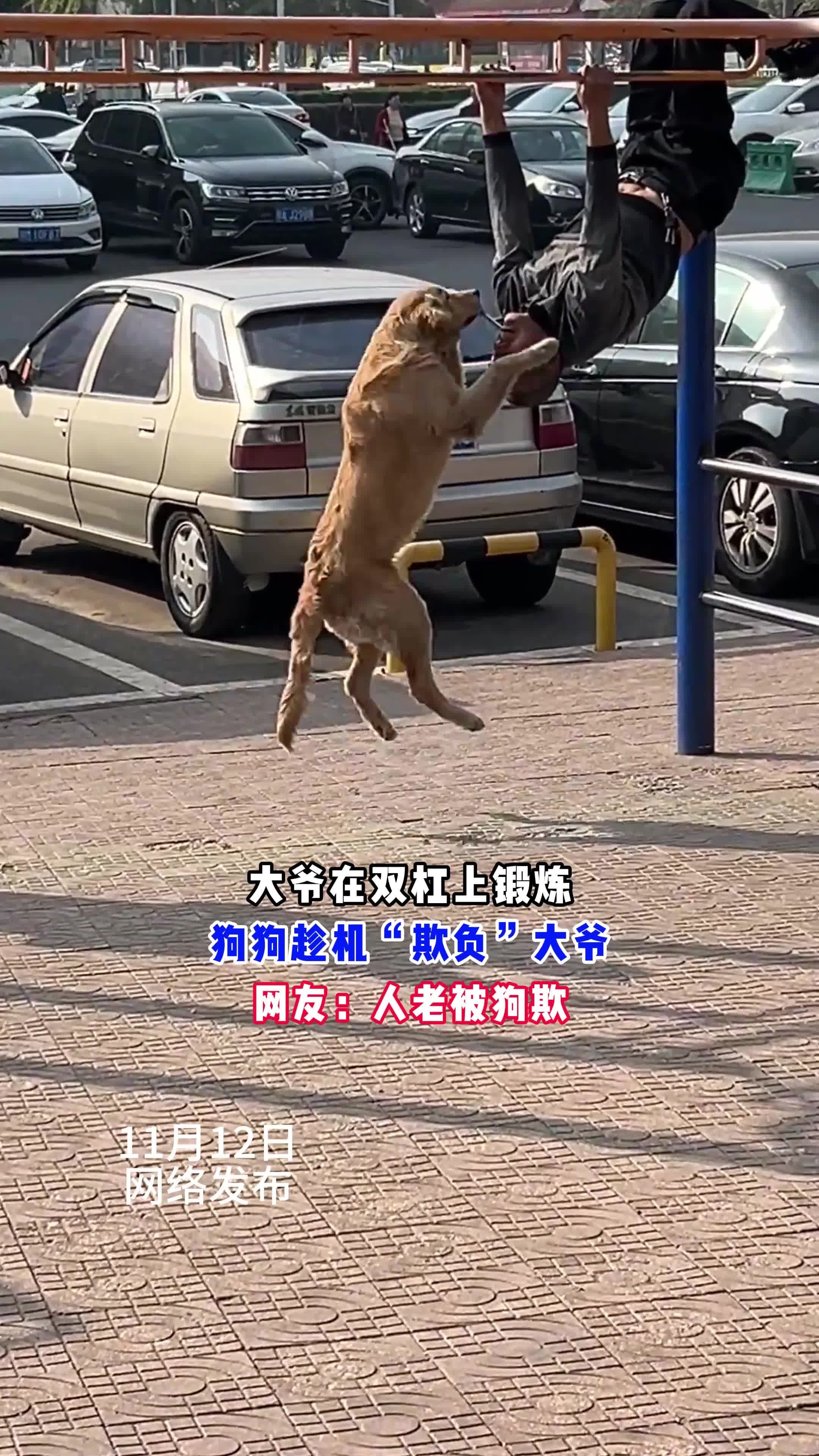 大爷在双杠上锻炼,狗狗趁机"欺负"大爷