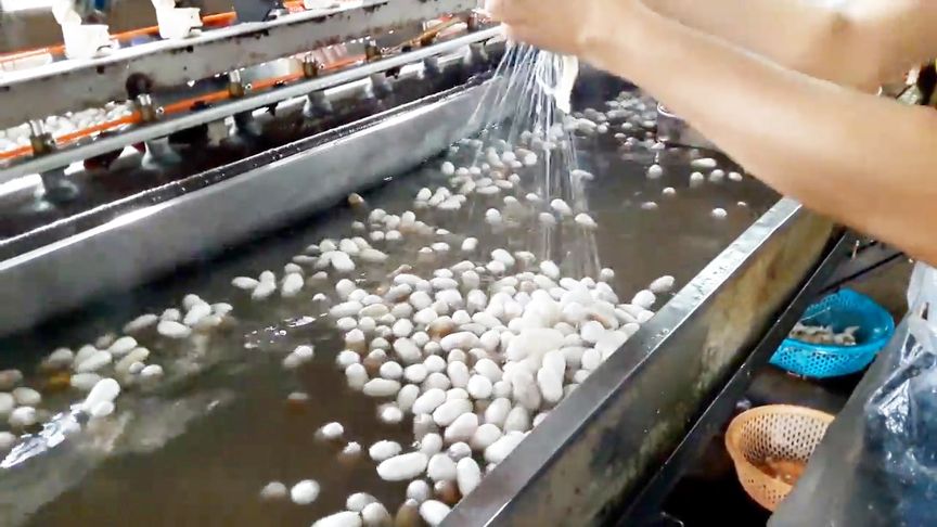 丝绸加工厂实拍,原来蚕茧是这样抽丝织成布的,长见识了