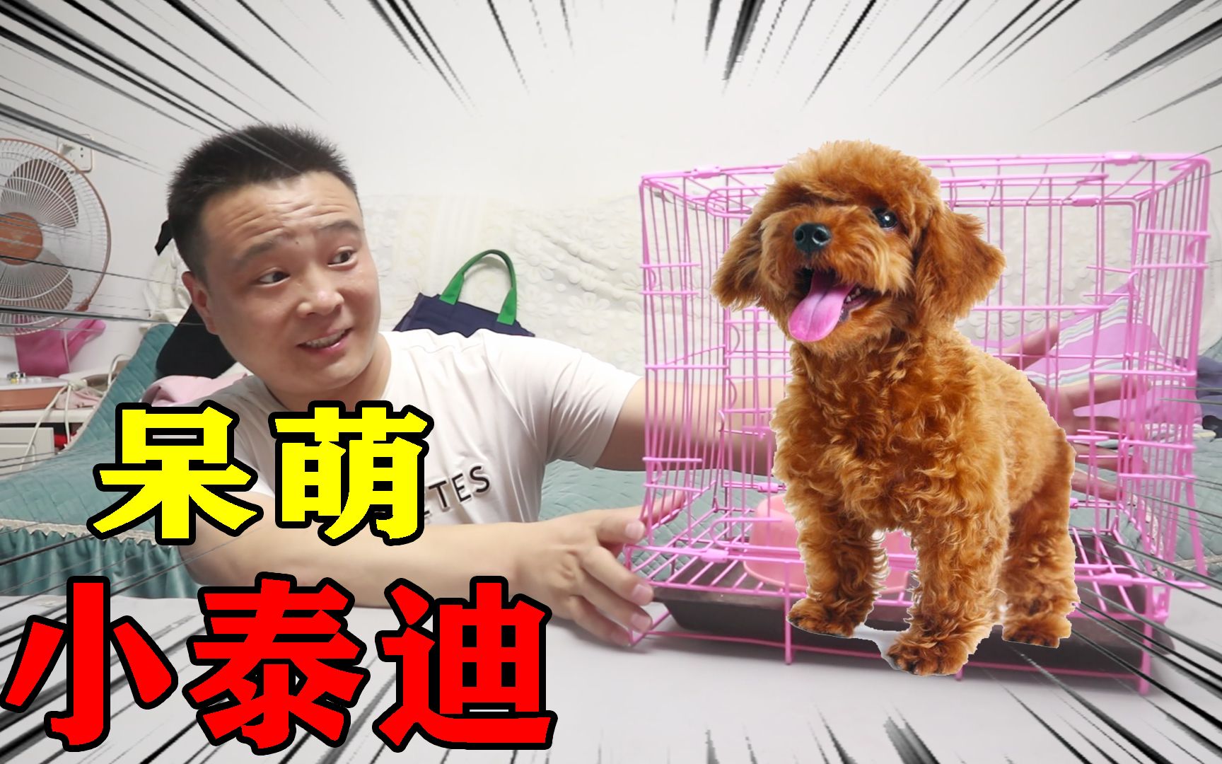 小浪哥花600元开箱“贵宾犬泰迪”小狗可爱的模样太招人喜欢啦!