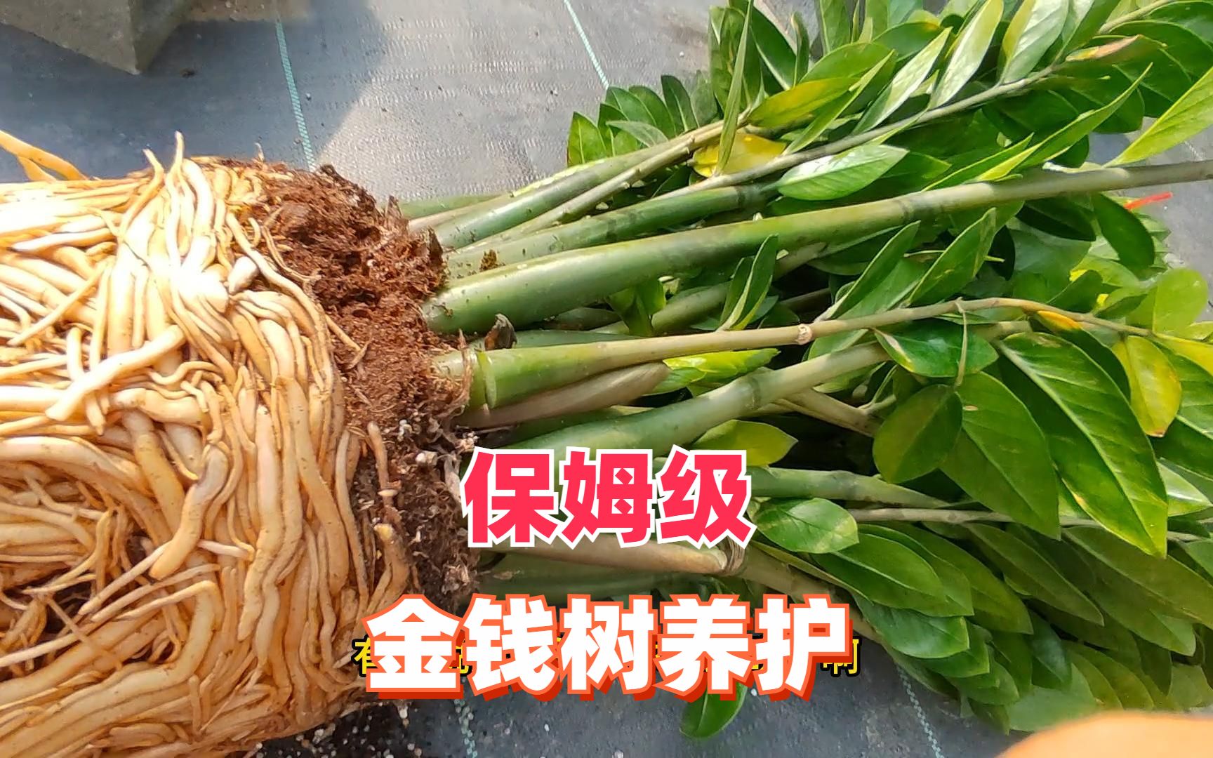 金钱树养护方法,金钱树黄叶