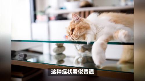 小猫流鼻涕打喷嚏吃什么药?先别慌,这些用药方法要记牢!