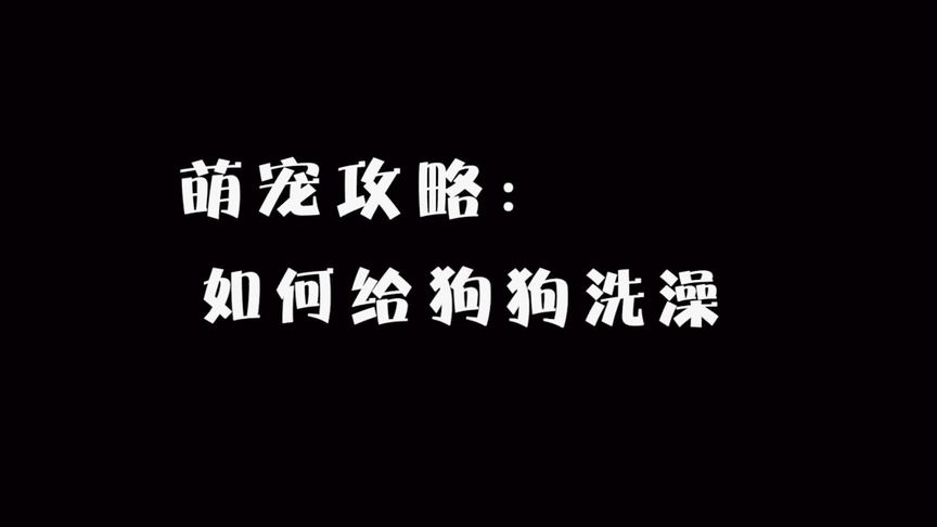 怎么正确给狗狗洗澡?宠物店专业人员示范给你看
