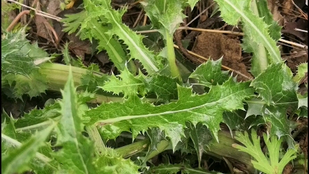花叶滇苦菜和苦荬菜都开花了,来围观吧。前者也叫续断菊叶上有刺属...