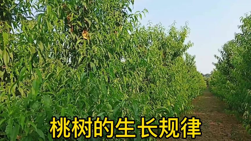 一起来了解桃树的生长规律