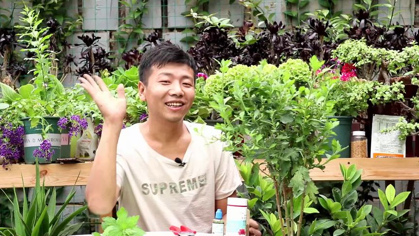 菊花想爆盆,就得不停“剪”,用对方法,侧芽爆满,开花爆盆