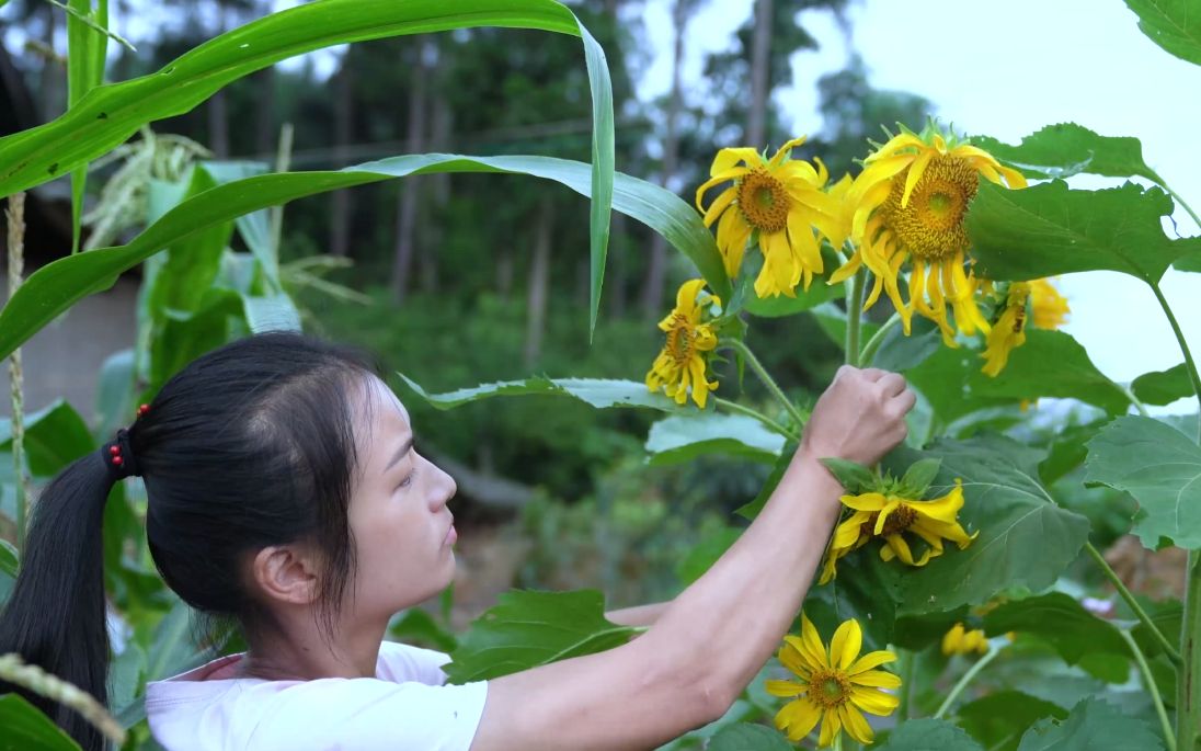 葵花籽:从种子生根发芽到开花结果,每个阶段都很美
