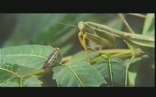 森林(生态系统引入)