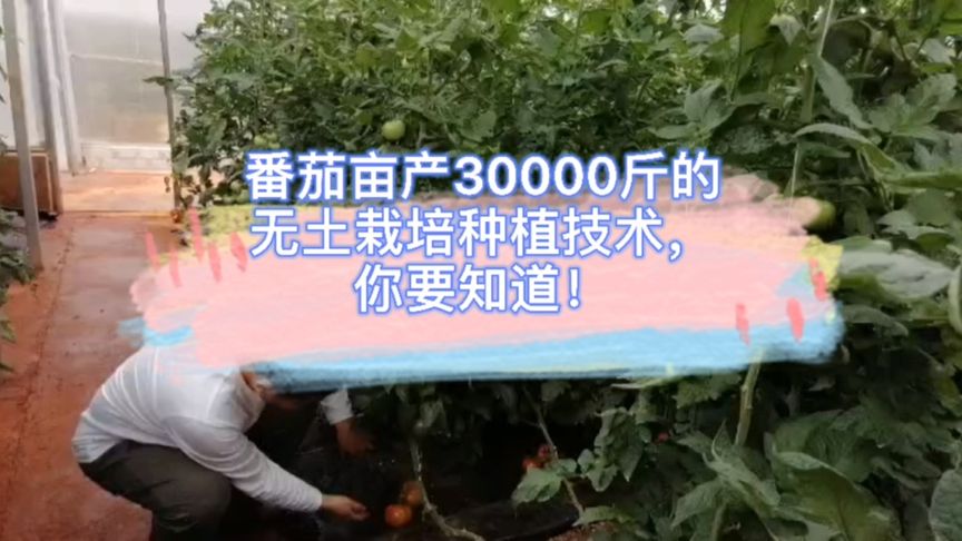 番茄亩产30000斤的无土栽培种植技术,你要知道!