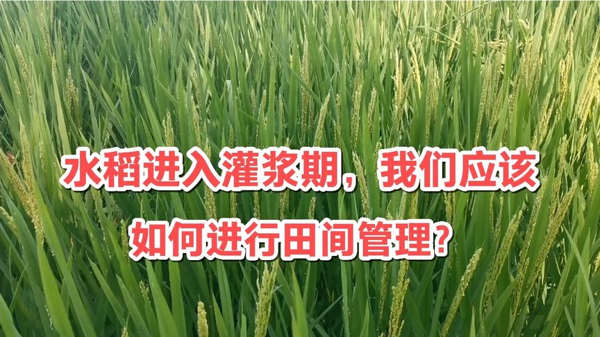 水稻高产技术系列-水稻进入灌浆期,我们应该如何进行田间管理?