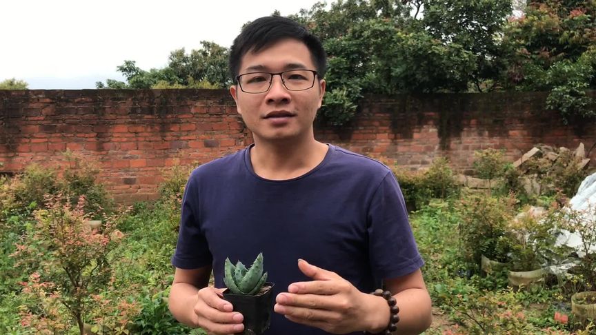 多肉植物“金元宝芦荟”, 养护须知“3点”,选“颗粒土”易度夏