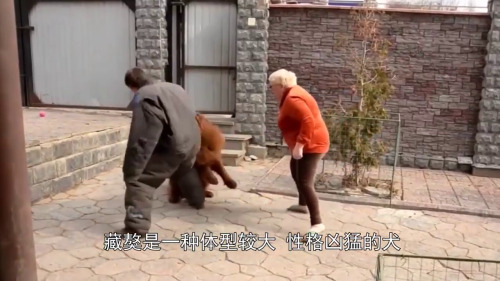 一獒抵三狼,那藏獒和狮子打架,谁会赢呢?