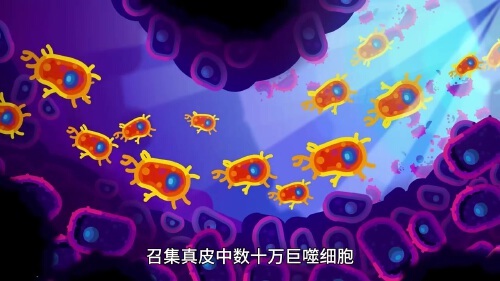 你身体里的巨噬细胞,是如何与细