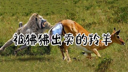 狒狒是如何欺骗动物将它们送到狮子餐桌上的?