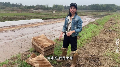 农村春耕的季节到了,小秀下田育秧苗,看看水稻到底怎么种?
