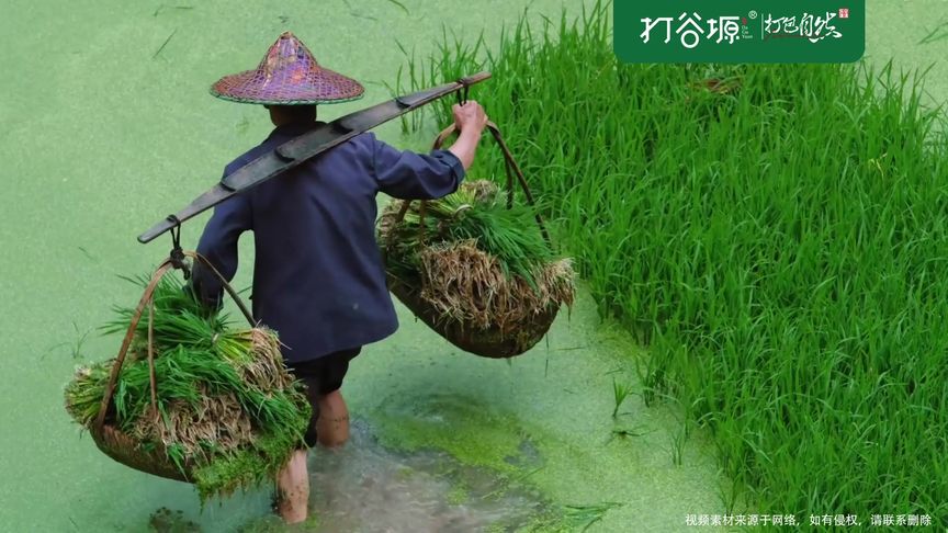 水稻的前半生#水稻 #稻田风光 #中国空间站水稻