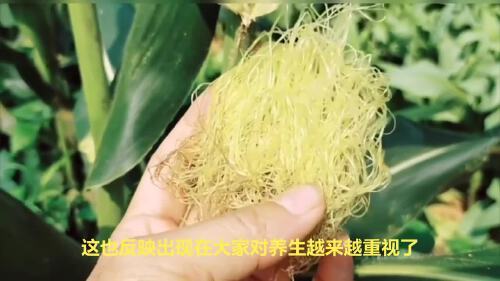 别再扔了!玉米须这样吃竟有惊人功效,科学吃法一次讲清