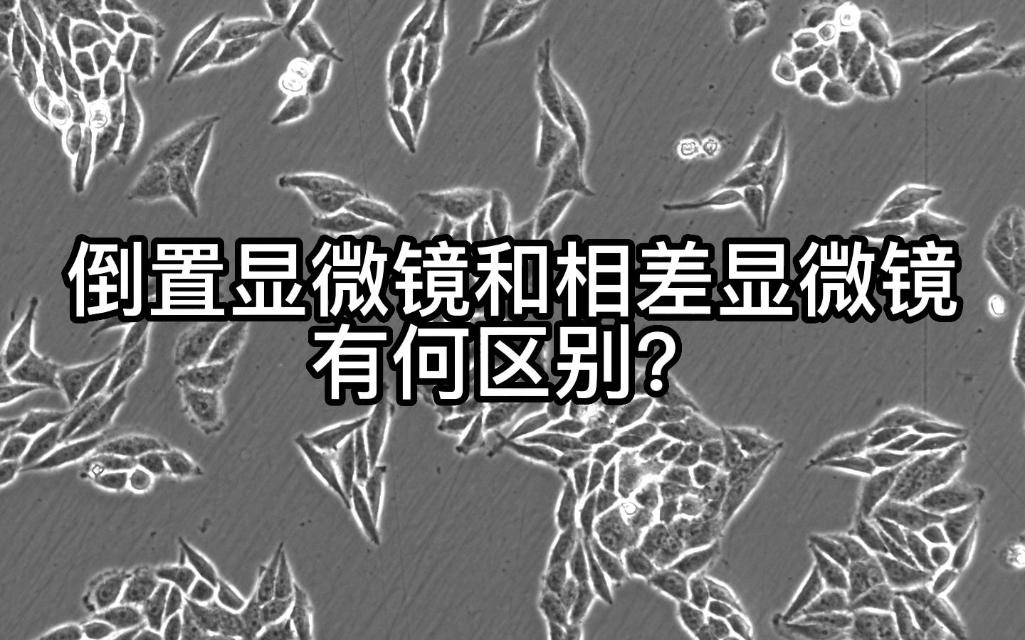 倒置显微镜与相差显微镜有何区别?
