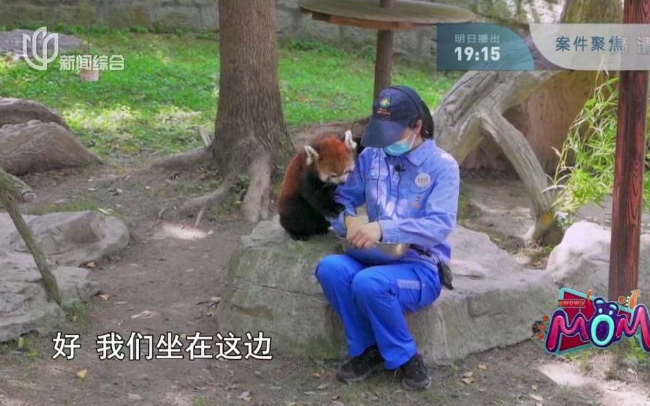 【中英双语字幕】上视新闻综合频道 “我的妈呀”上海野生动物园小...