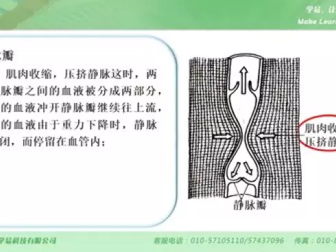 七年级 生物 第四单元 生物圈中的人 第九讲 血流的管道--血管--名师微...
