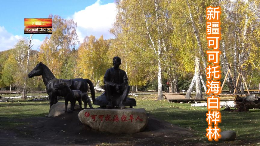 新疆可可托海白桦林