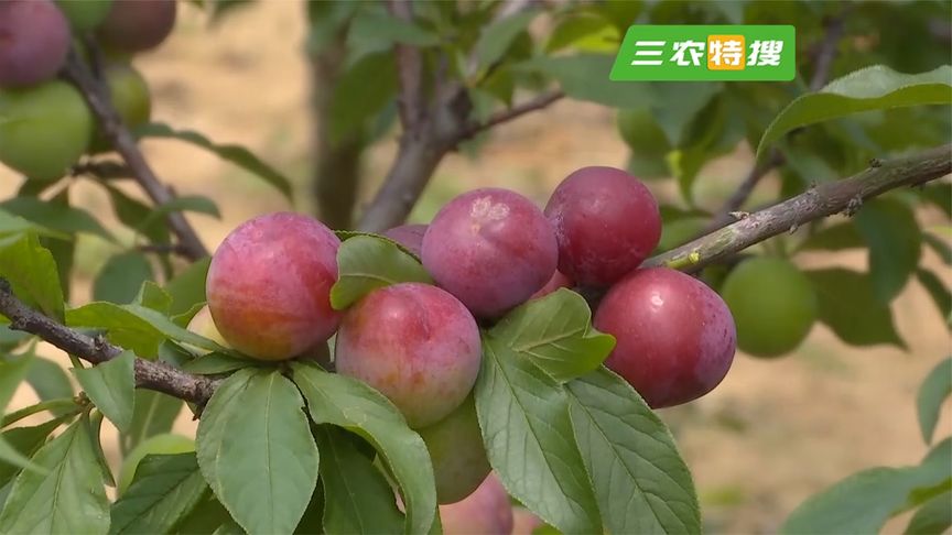 上半年,钦州市农林牧渔业总产值174.67亿元!