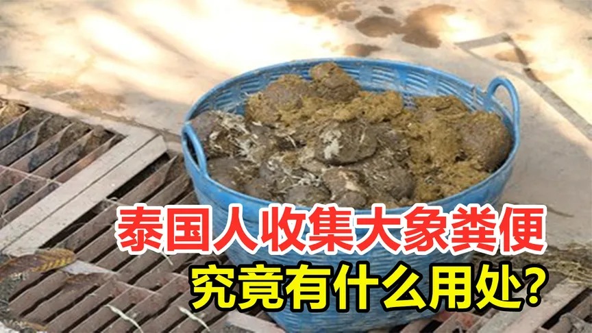 粪便竟然捡回来蒸煮?泰国人收集大象粪便,究竟有什么用处?