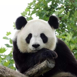 齐若秋 