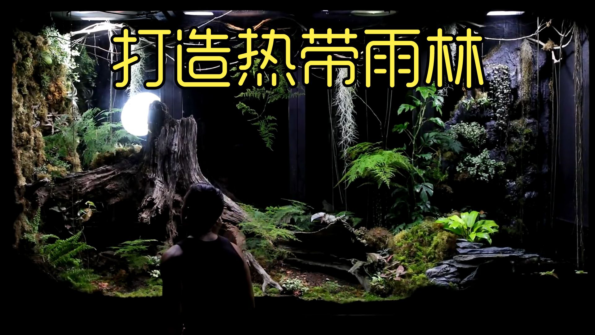 耗时120天,打造一个超大的热带雨林生态系统,太有趣太好玩!