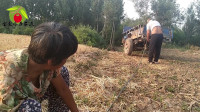 农村老两口上地刨树根,使用这种方法,你觉得省力吗