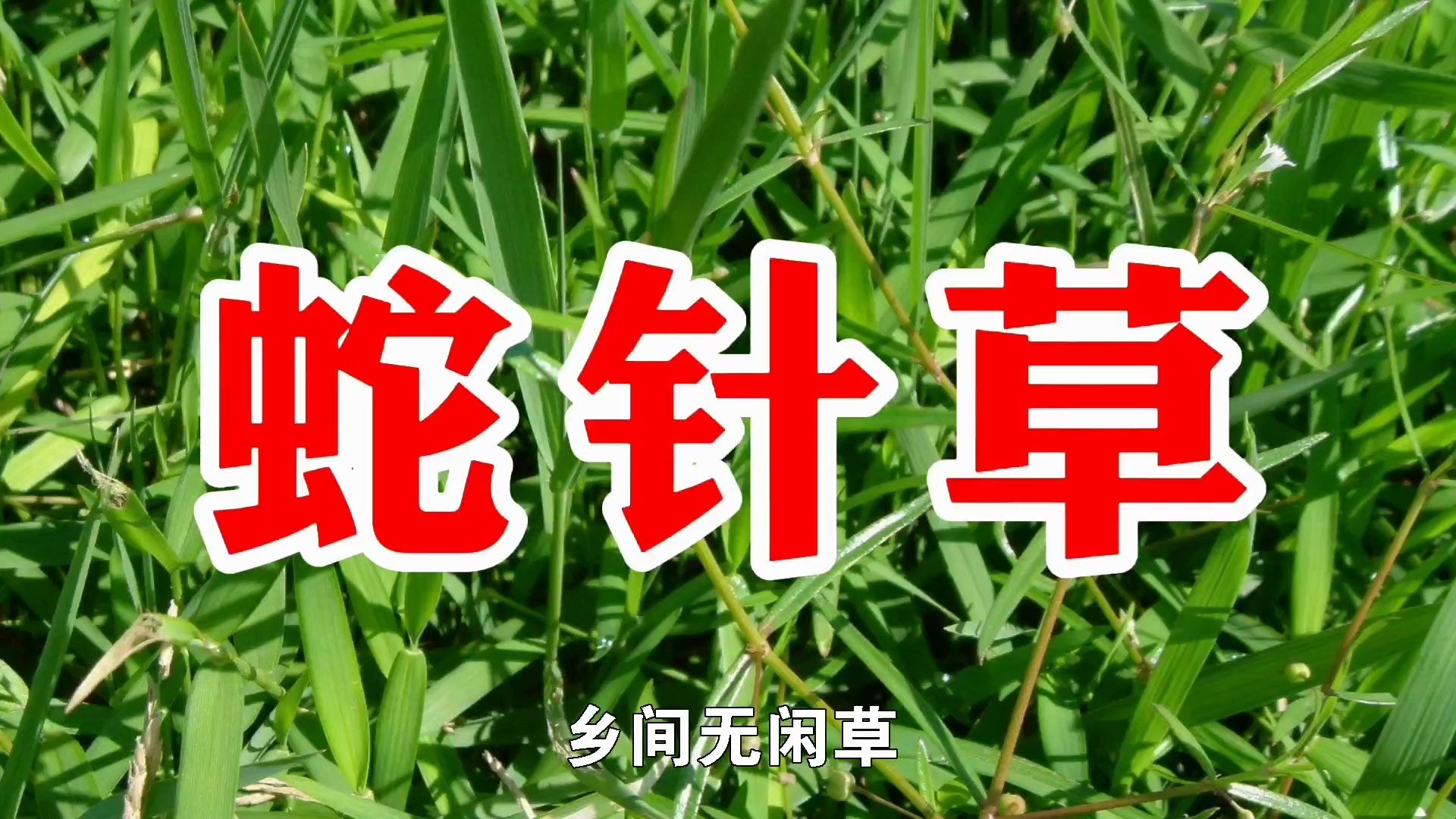 农村一种野草名叫蛇针草,又名白花蛇舌草,用处多价值高请珍惜