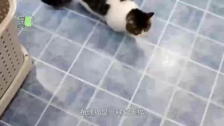 布偶猫价值二十万,网友看后感叹:贵得有道理!