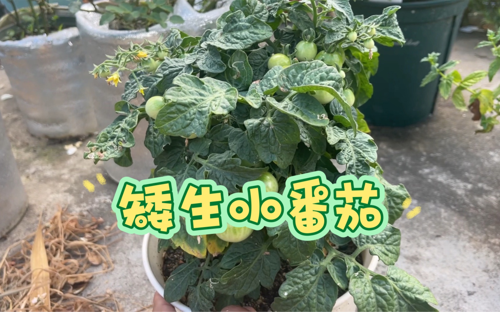 阳台盆栽矮生小番茄种植方法全过程