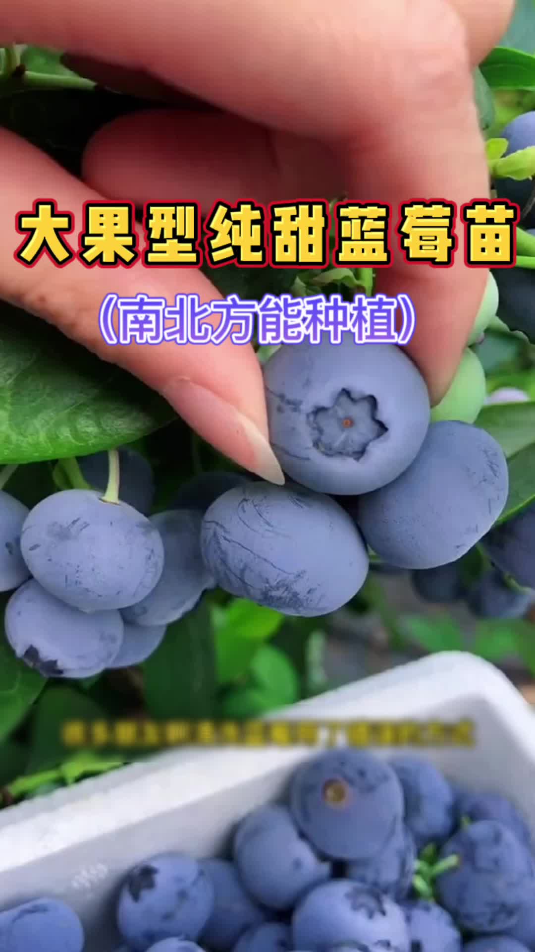 大果型超大蓝莓,给大家准备好了,数量不多,南北方可种植#蓝莓苗 @...