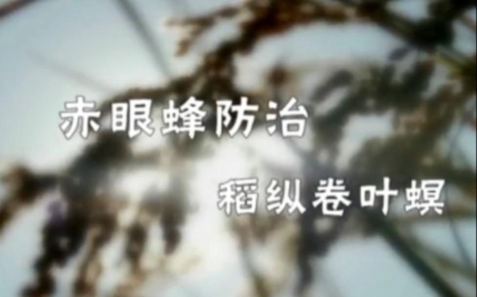 赤眼蜂防治稻纵卷叶螟技术