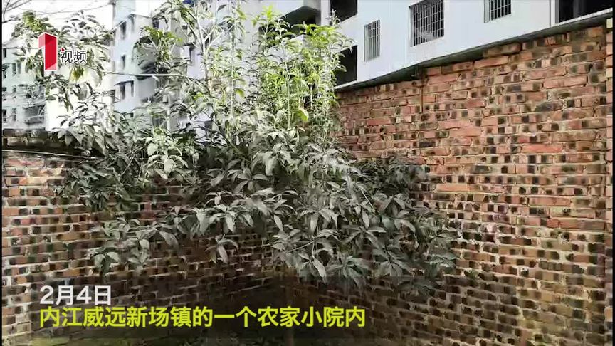 节拍天下:内江一桂花树结出贵"籽",一串串像葡萄!