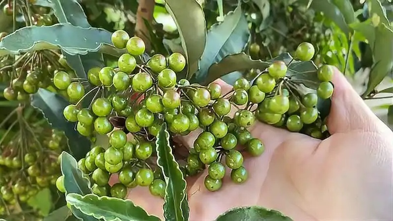 朱砂根被老人称为风湿的克星，用途强大，拍给大家看一下