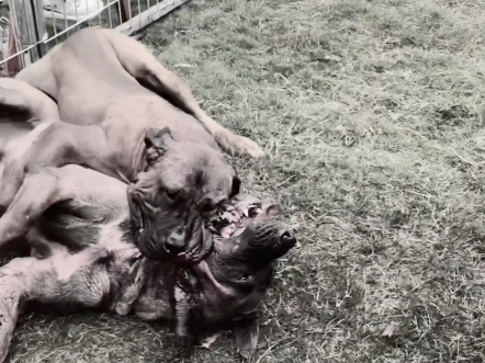 土佐犬打斗的终结时刻