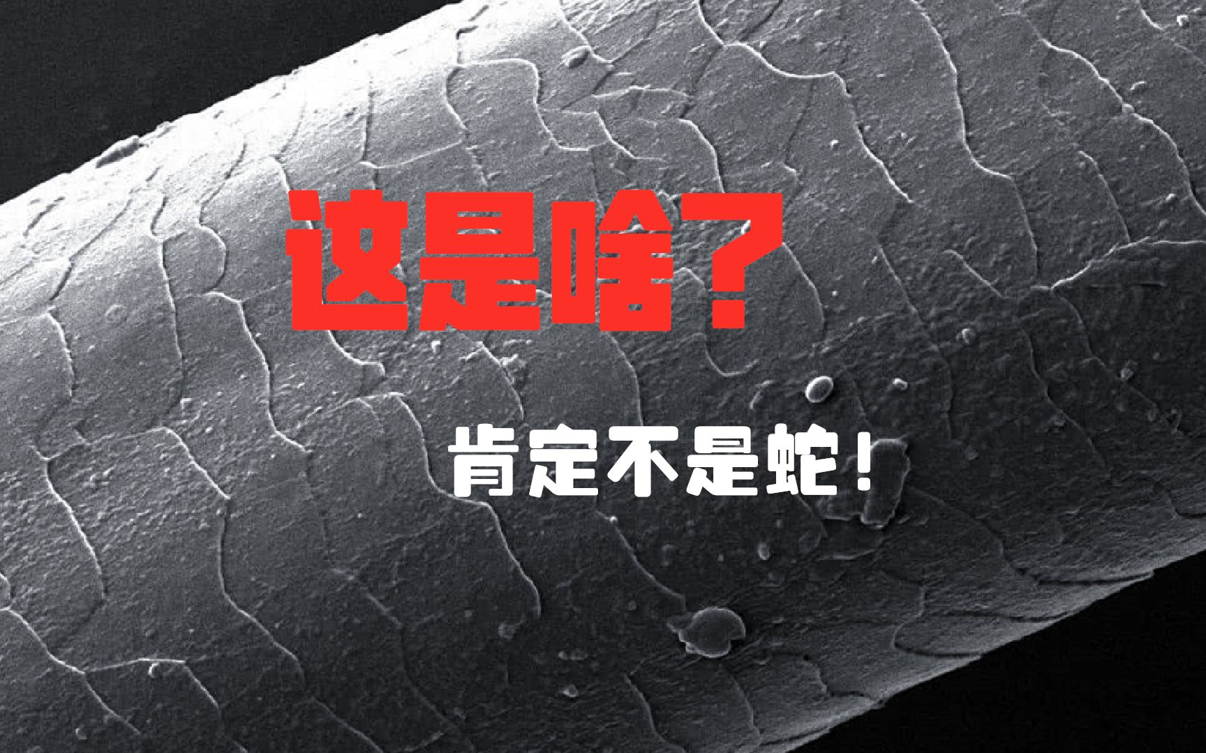 魔力科学小实验,我敢说,这张图90%的人都认不出来是啥!