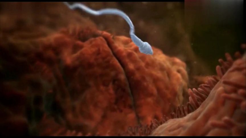 胚胎发育到宝宝出生全过程,看完才知道孕育一个生命是多么神奇