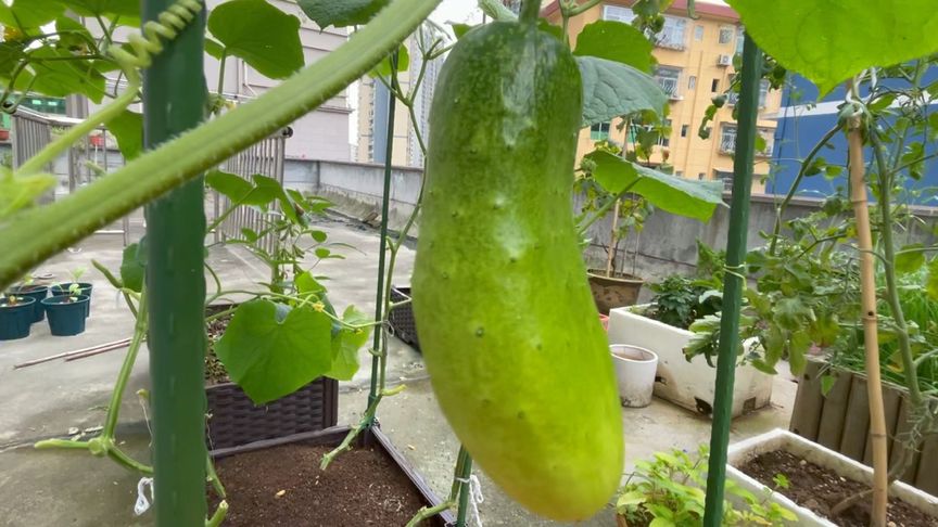 黄瓜的一生,记录50天从发芽到收获全过程