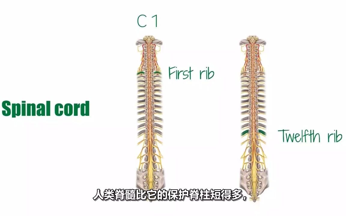 脊髓的结构 - 人体解剖学