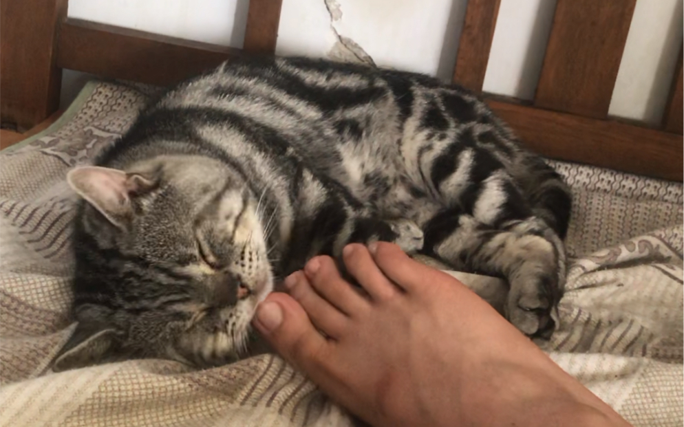 世界最能睡的猫 破纪录了 深度睡眠 吓死我了