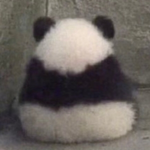 黑泡MIN糖 