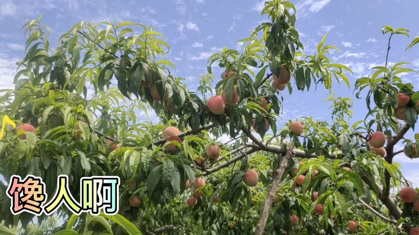 就想问问你 馋人吧 哈哈哈