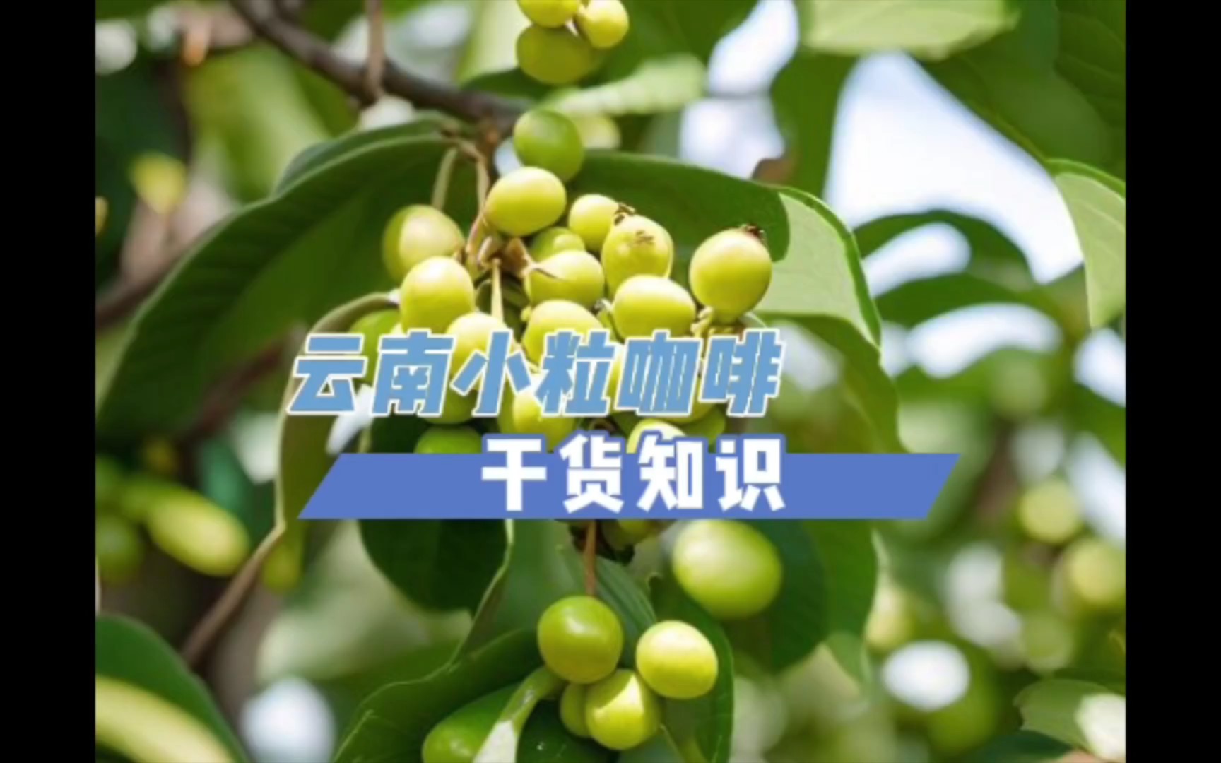云南小粒咖啡,又称云南咖啡,是我国云南省特产的一种咖啡品种