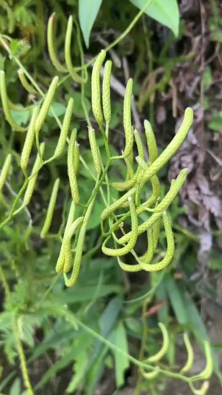 三农:这种伸筋草很厉害,非常难找有大作用