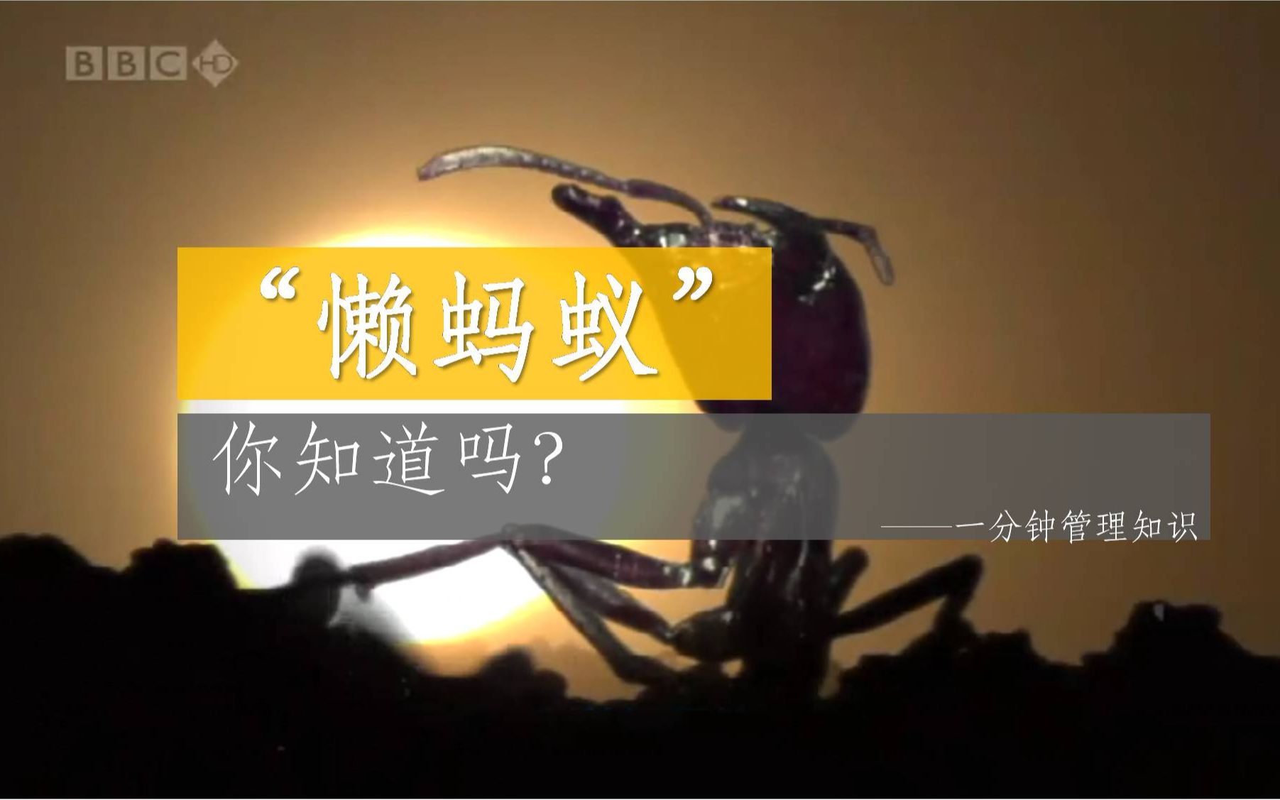 【一分钟管理知识】懒蚂蚁效应