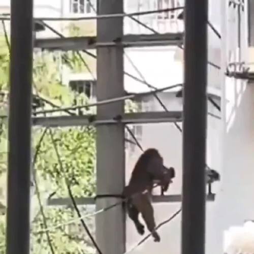 电工猴修电路,秒变地狱火!徒手测电压这辈子值了