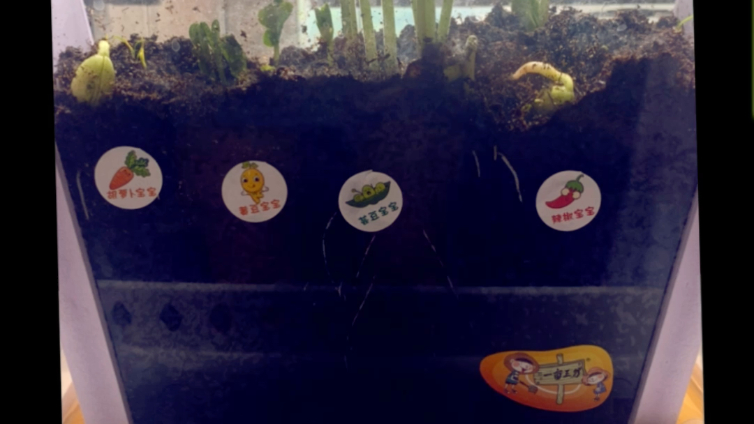 种植植物记录生长过程